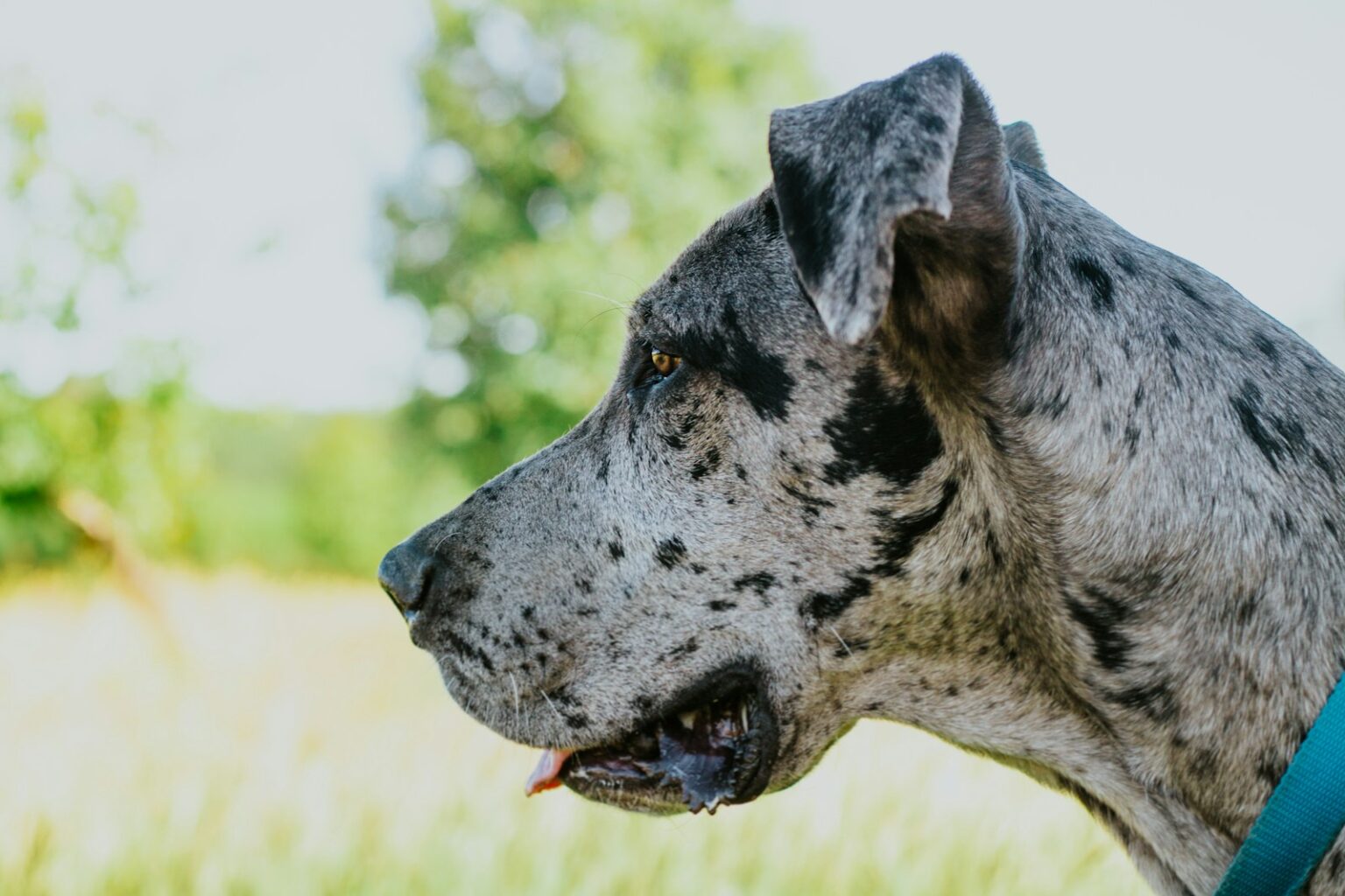 30 Dog Breeds with the Most Dramatic Personalities - Dog Breed Pro
