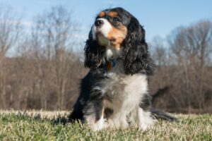 30 Friendliest Dog Breeds That Love Everyone - Dog Breed Pro