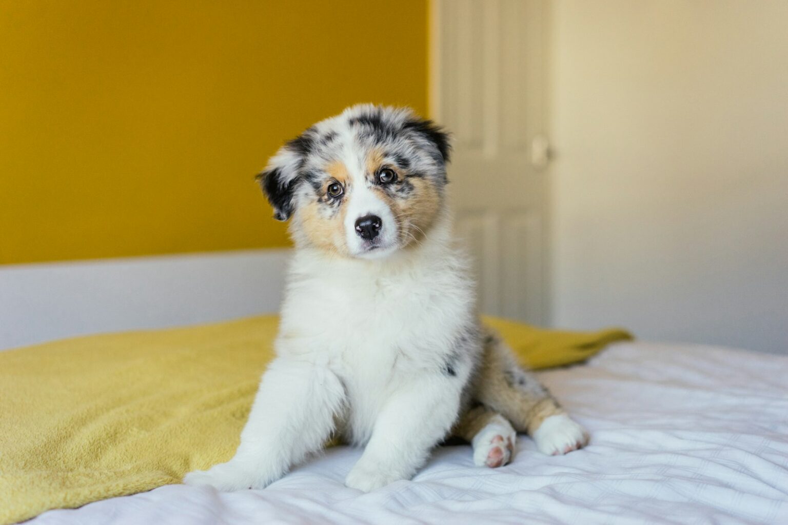 30 Friendliest Dog Breeds That Love Everyone - Dog Breed Pro