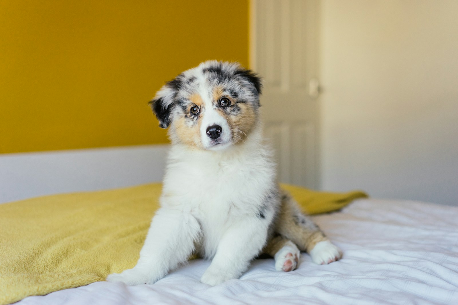30 Friendliest Dog Breeds That Love Everyone - Dog Breed Pro