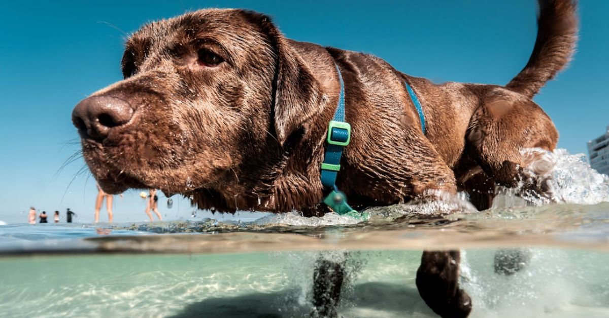 10 Dogs That Will Join You in the Pool (And 5 That Would Rather Watch ...