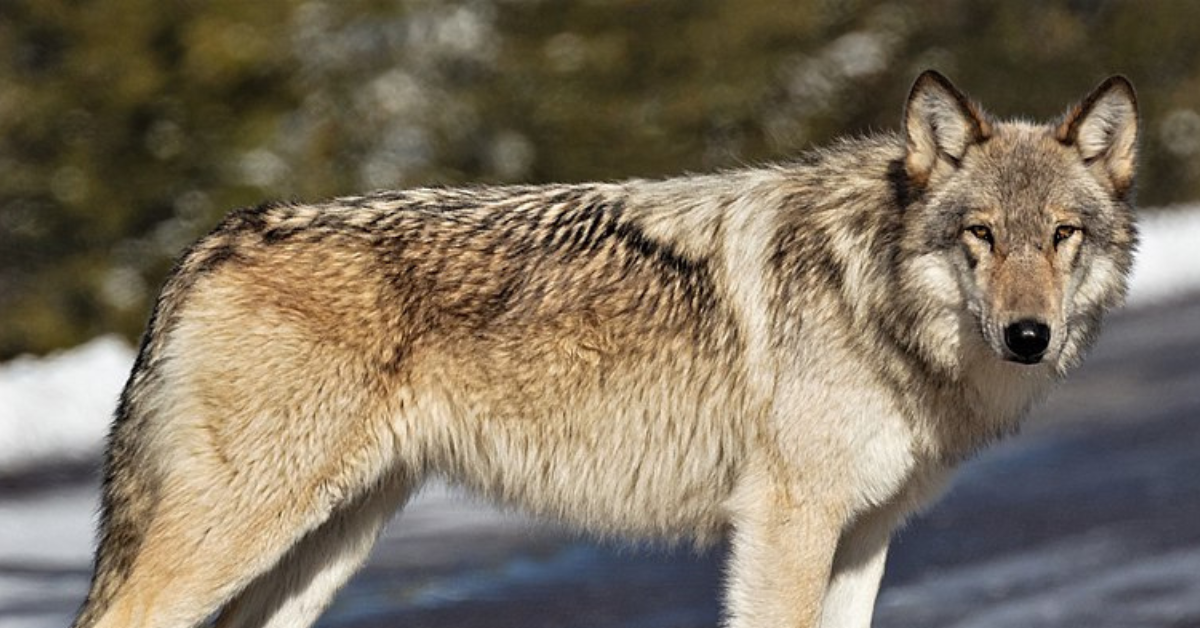 10 Stand-Out Features Of The Northwestern Wolf - Dog Breed Pro