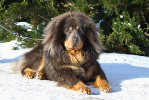 10 Fluffy Dogs With Manes That Resemble Lions - Dog Breed Pro