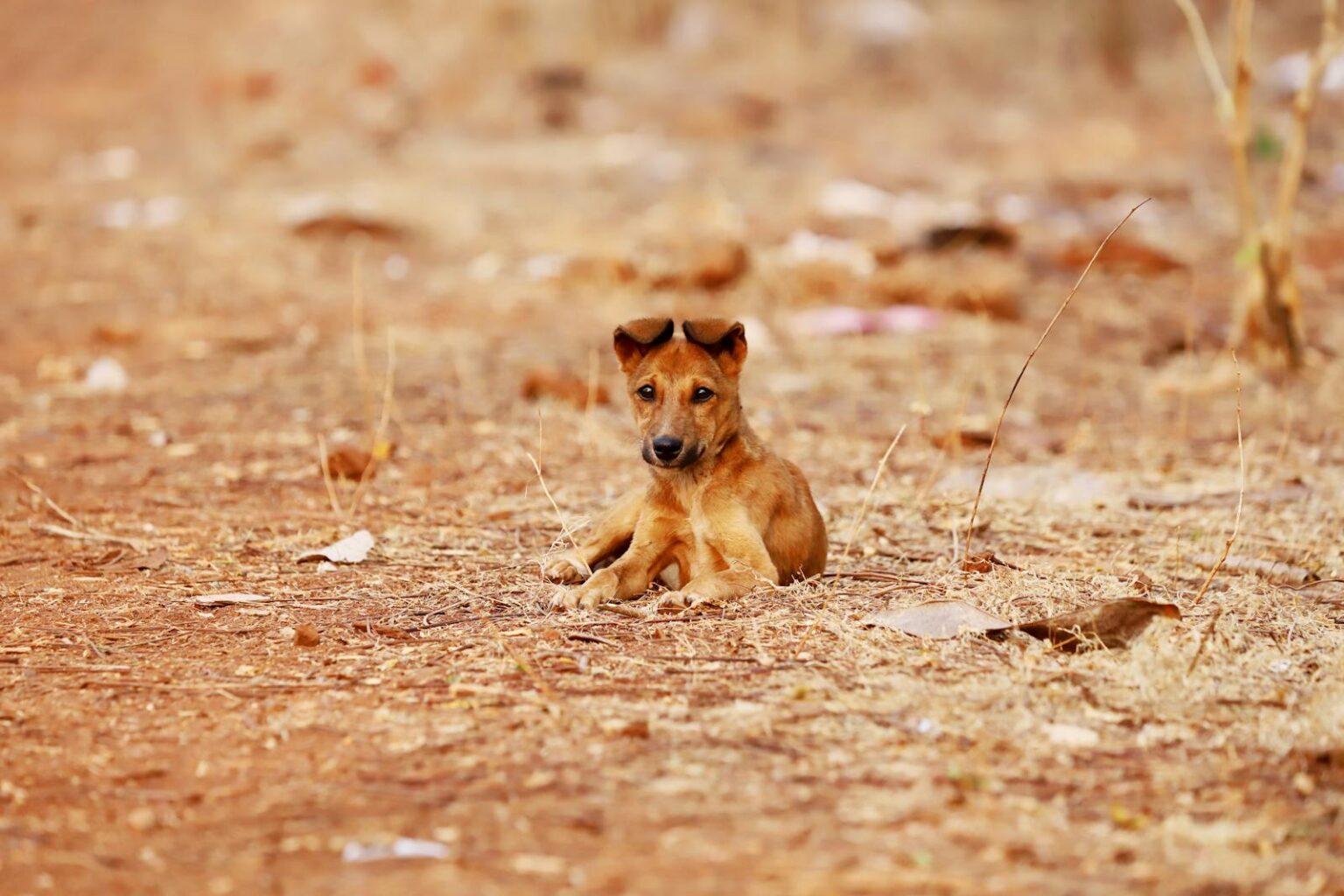 30 Reasons Dogs Are Better Than Cats - Dog Breed Pro