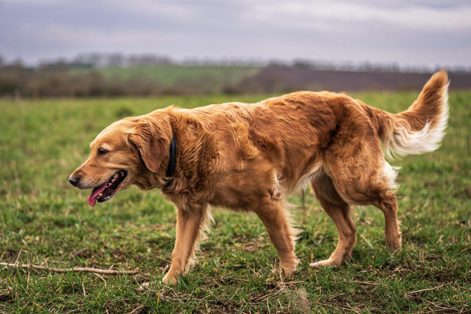 30 Things That Make Dogs Instantly Trust You - Dog Breed Pro