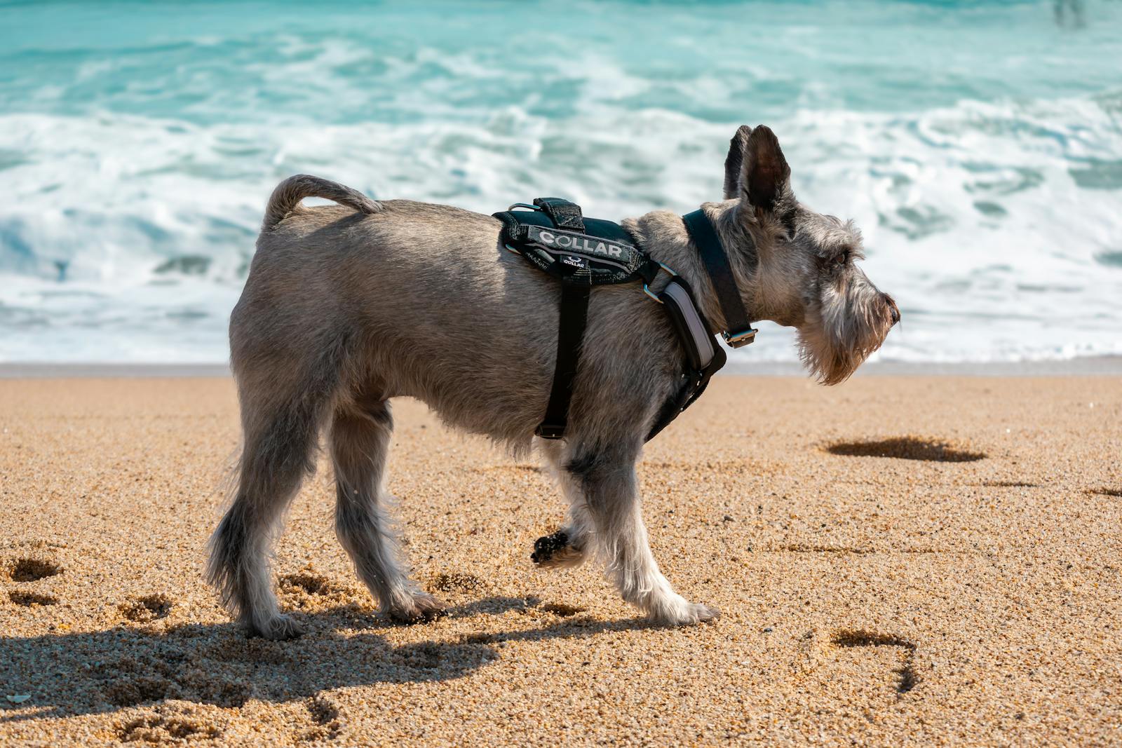 30 Things That Make Dogs Instantly Trust You - Dog Breed Pro