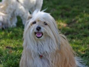 30 Dog Breeds That Are Ideal for Seniors and Retirees - Dog Breed Pro