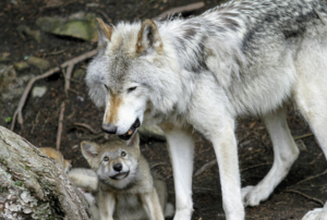 20 Wild Predators That Could Attack Your Beloved Dog - Dog Breed Pro