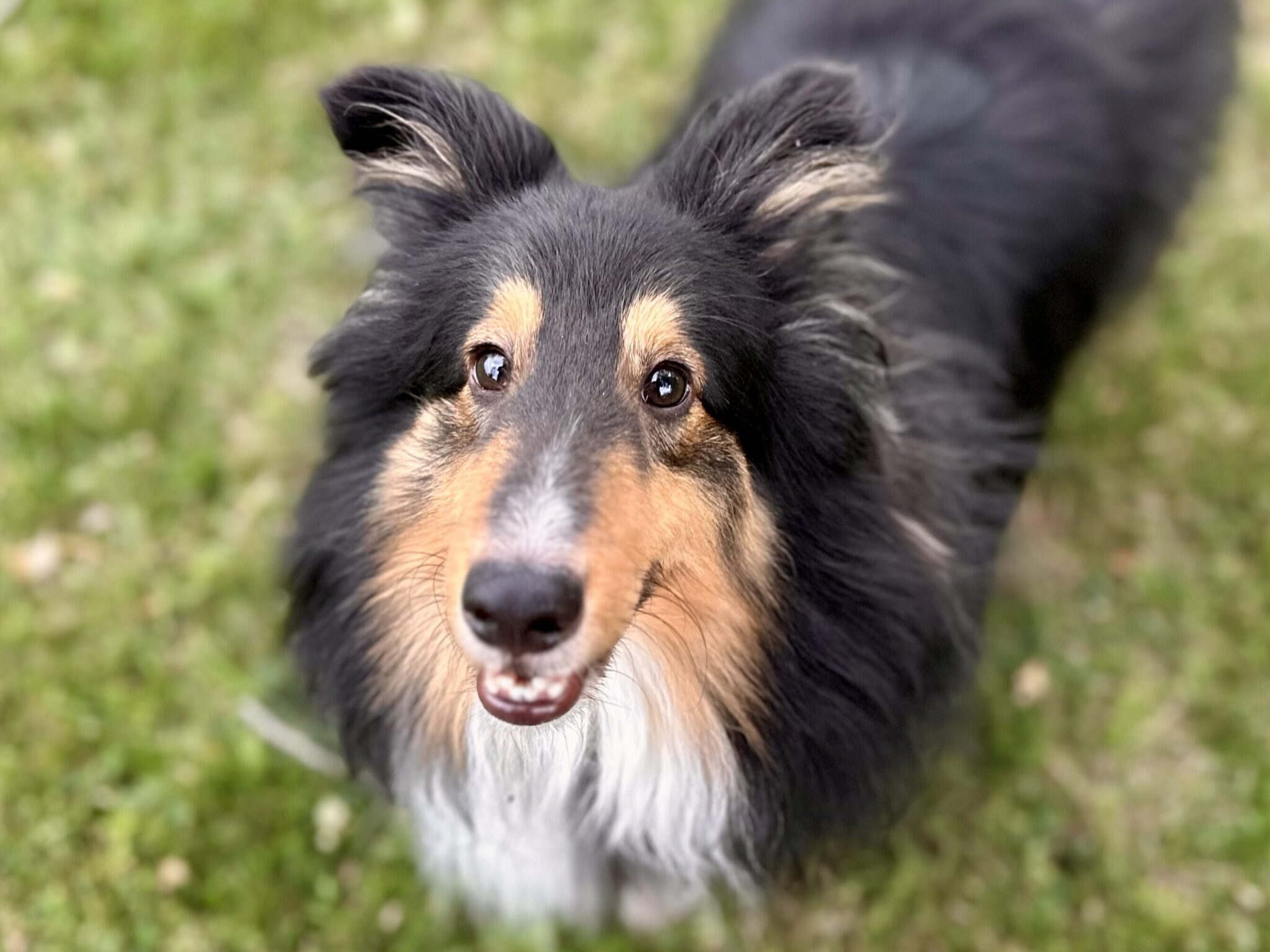 30 Dog Breeds You’ll Fall in Love With - Dog Breed Pro