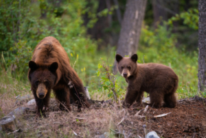 20 Wild Predators That Could Attack Your Beloved Dog - Dog Breed Pro