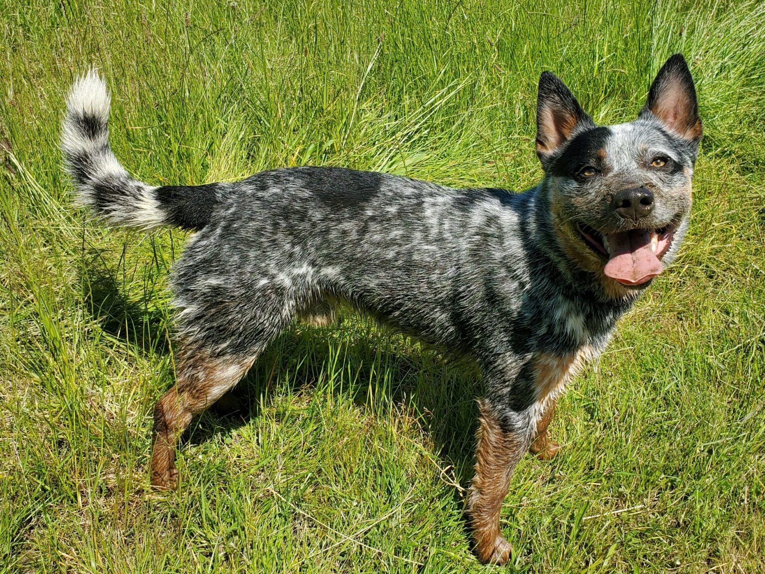 10 Smartest Dog Breeds That Are Easiest to Train - Dog Breed Pro