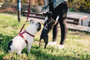 10 Things You Should Know About Your Dog’s Teenage Phase - Dog Breed Pro