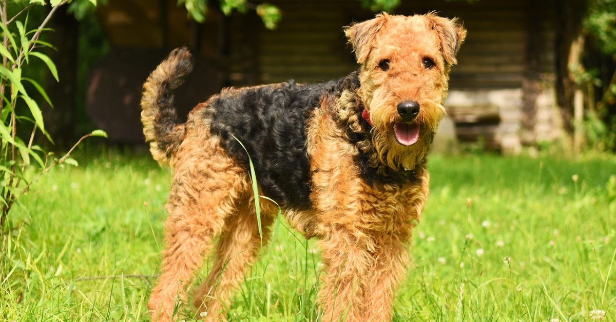 10 Remarkable Traits That Define The Airedale Terrier - Dog Breed Pro
