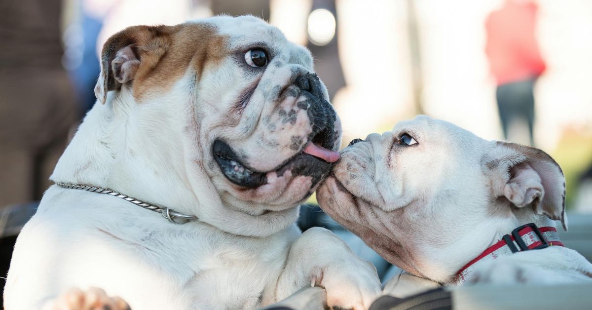 How Overbreeding Has Harmed These 10 Popular Dog Breeds - Dog Breed Pro