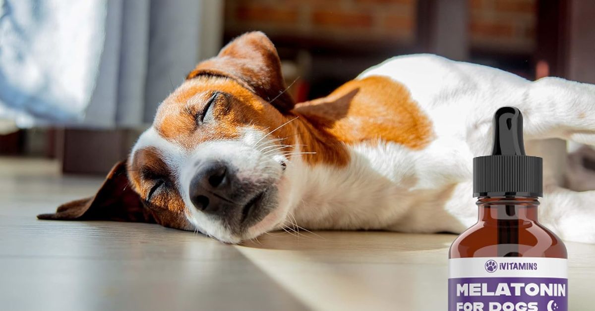 Here’s What You Should Know Before You Give Melatonin To Your Dog - Dog ...