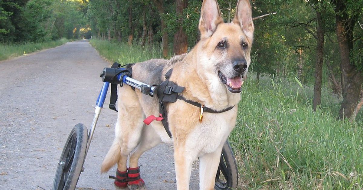 10 Types Of Disabilities In Dogs - Dog Breed Pro