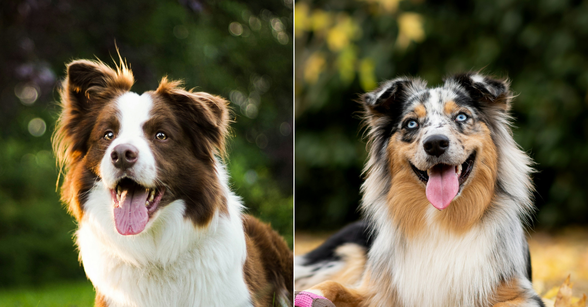 10 Ways Border Collies And Australian Shepherds Stand Apart - Dog Breed Pro