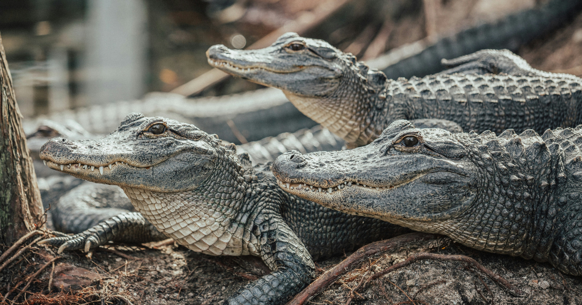 20 Wild Predators That Could Attack Your Beloved Dog - Dog Breed Pro