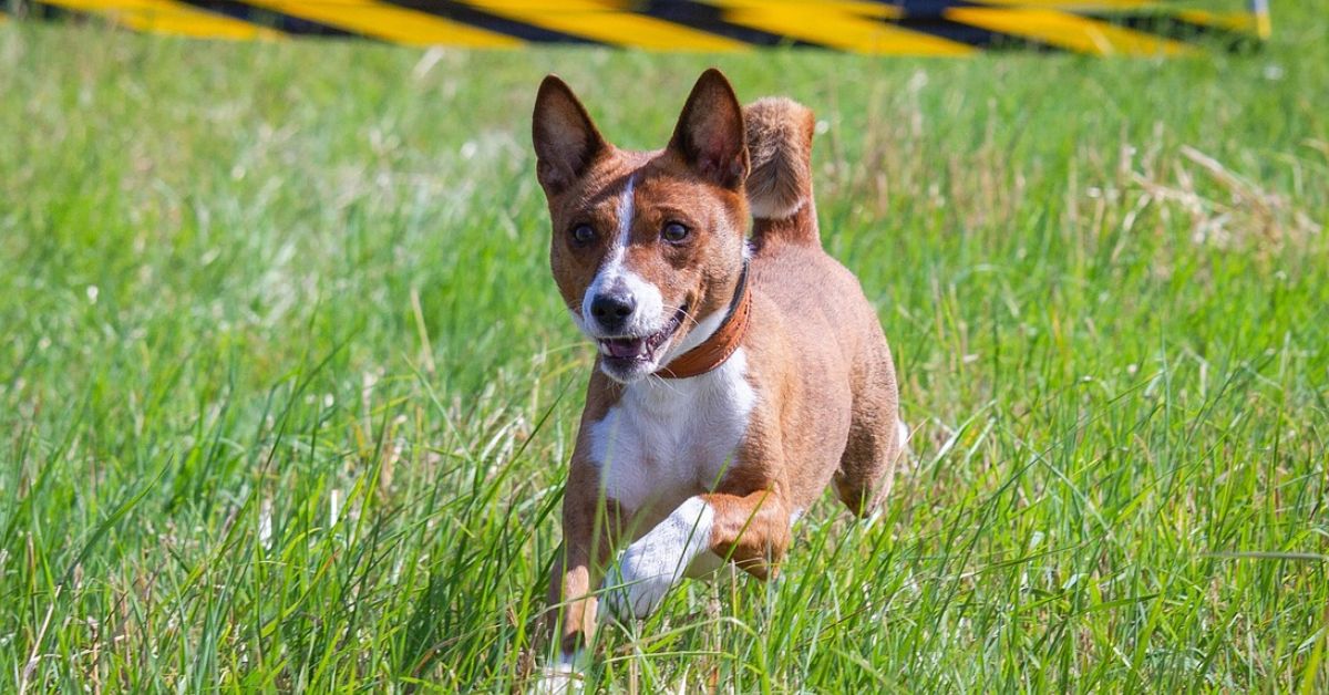 Vocal Dog Breeds You’ll Recognize Instantly - Dog Breed Pro