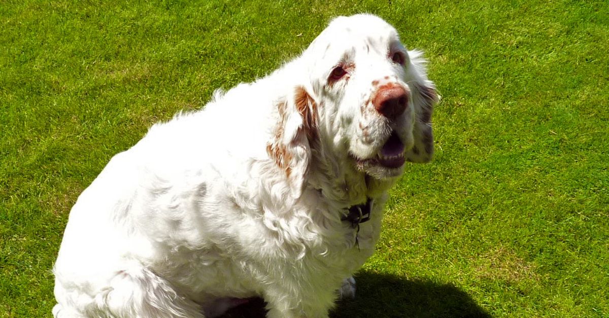 20 Reasons Why Clumber Spaniels Are Perfect Family Dogs - Dog Breed Pro