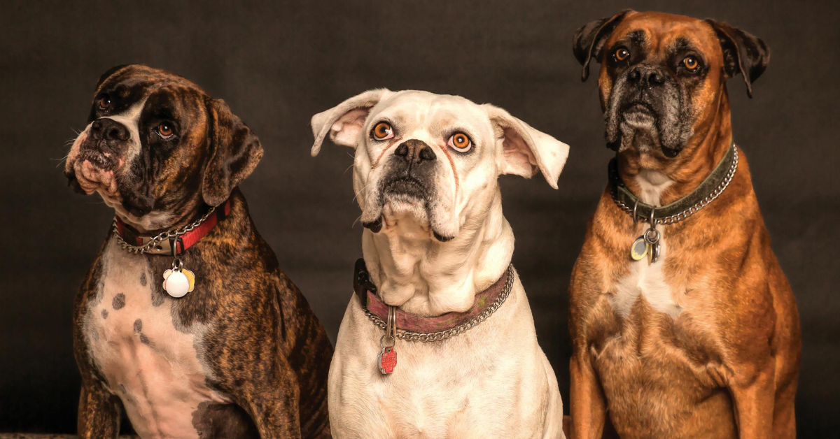 10 Fearless Dog Breeds That Will Stand By Your Side And Protect You ...