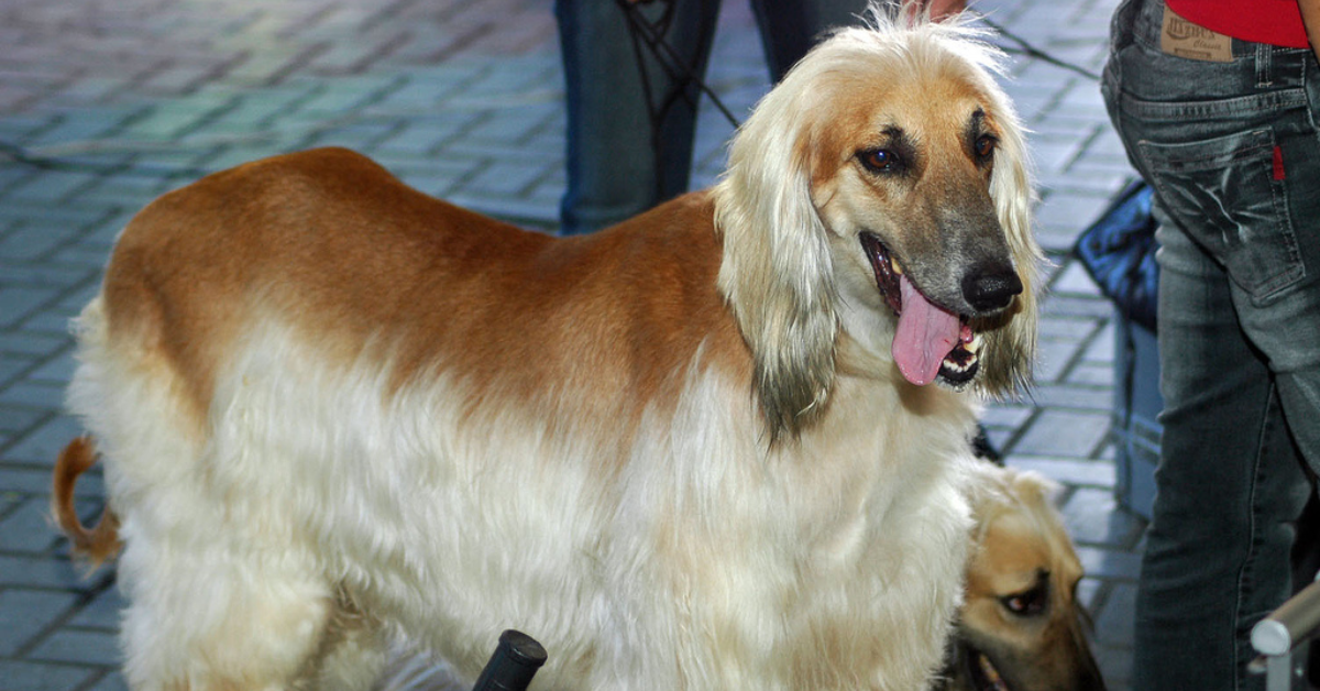 10 Sighthound Breeds That Stand Out For Their Speed And Agility - Dog ...