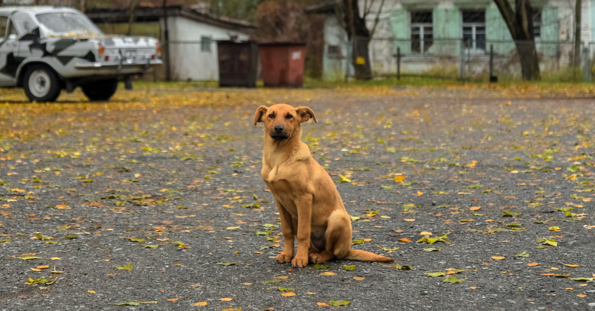 Can Dogs Adapt To Radiation? The Curious Case Of Chernobyl’s Strays ...
