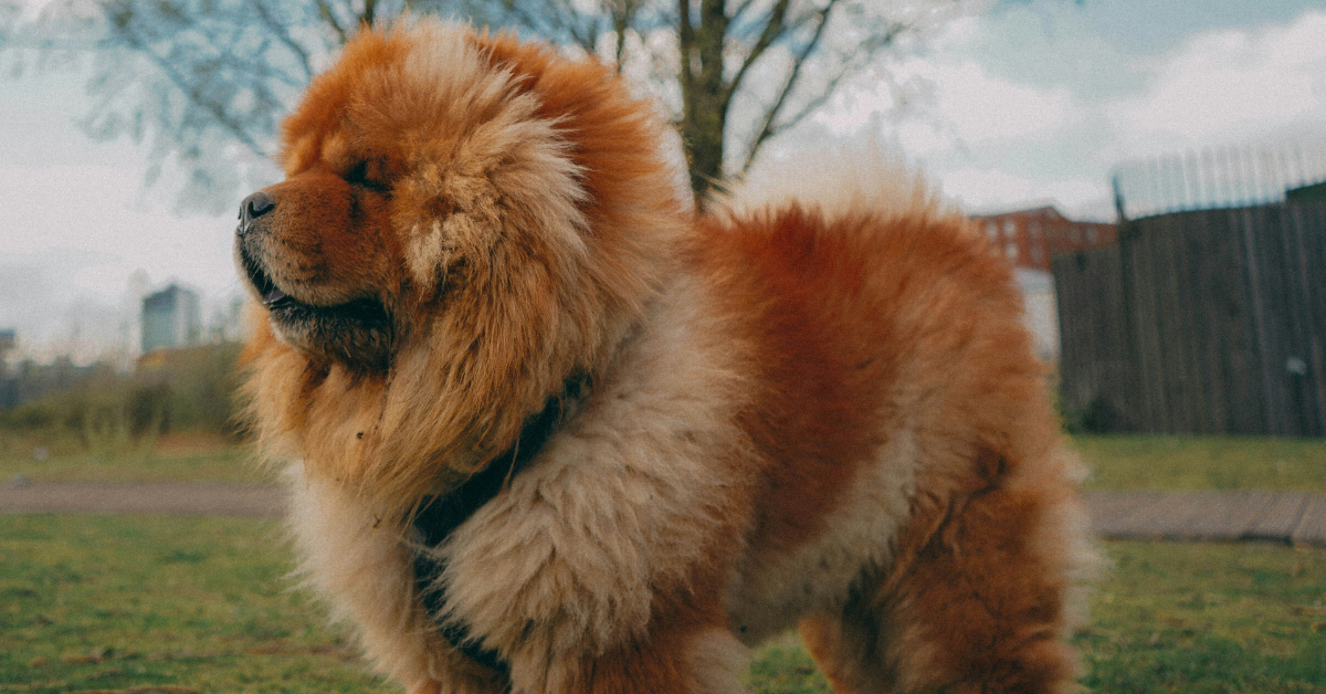 10 Fluffy Dogs With Manes That Resemble Lions - Dog Breed Pro