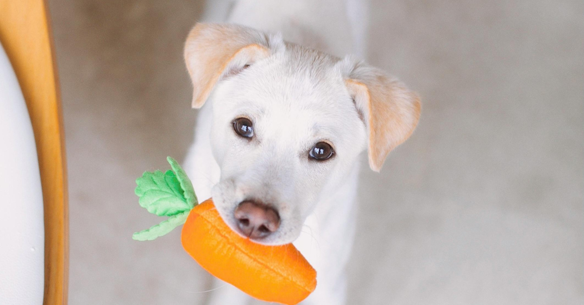 10 Safe & Healthy Plant-Based Foods For Your Dog - Dog Breed Pro