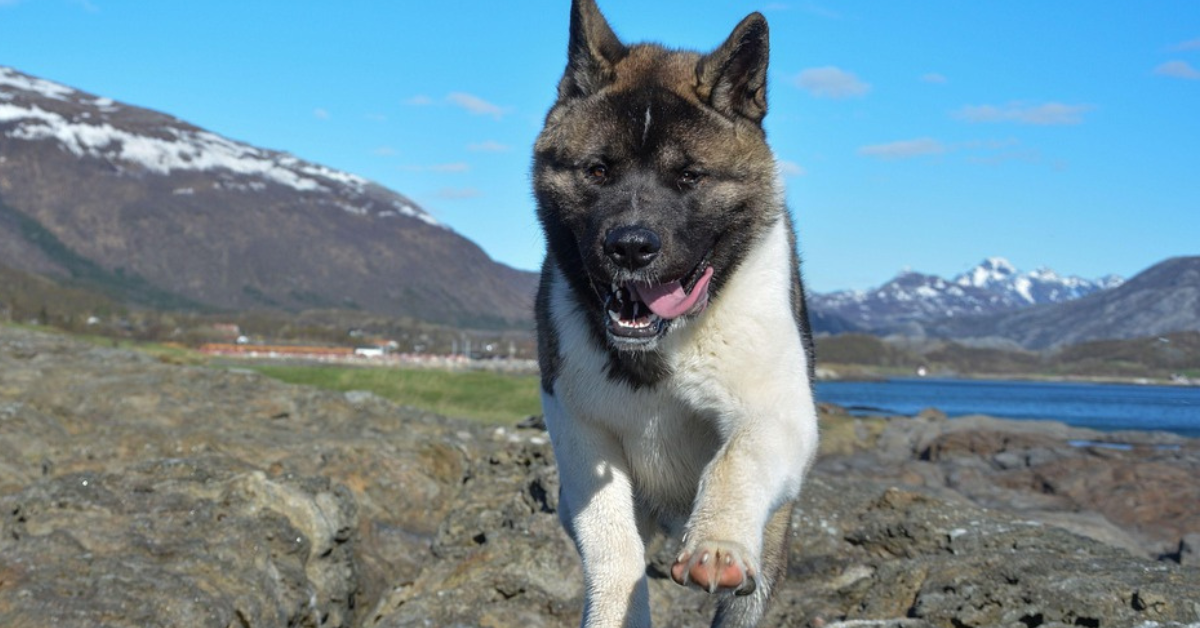 10 Reasons The American Akita Stands Out From The Pack - Dog Breed Pro