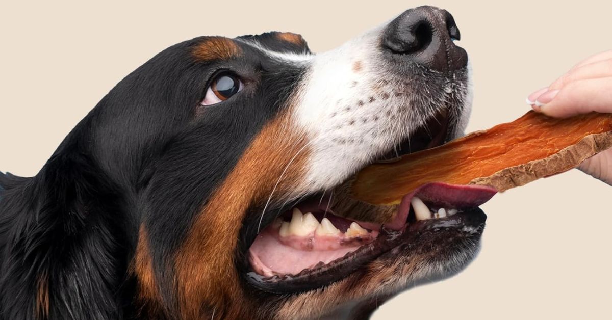 10 Human Foods That Make Great Dog Treats - Dog Breed Pro