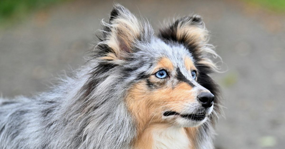 20 Magnificent Blue-Eyed Dog Breeds You'll Fall For - Dog Breed Pro