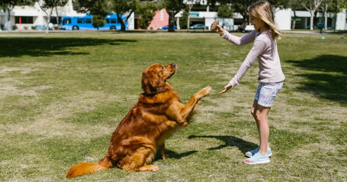 10 Dog Training Hacks You Should Know About - Dog Breed Pro