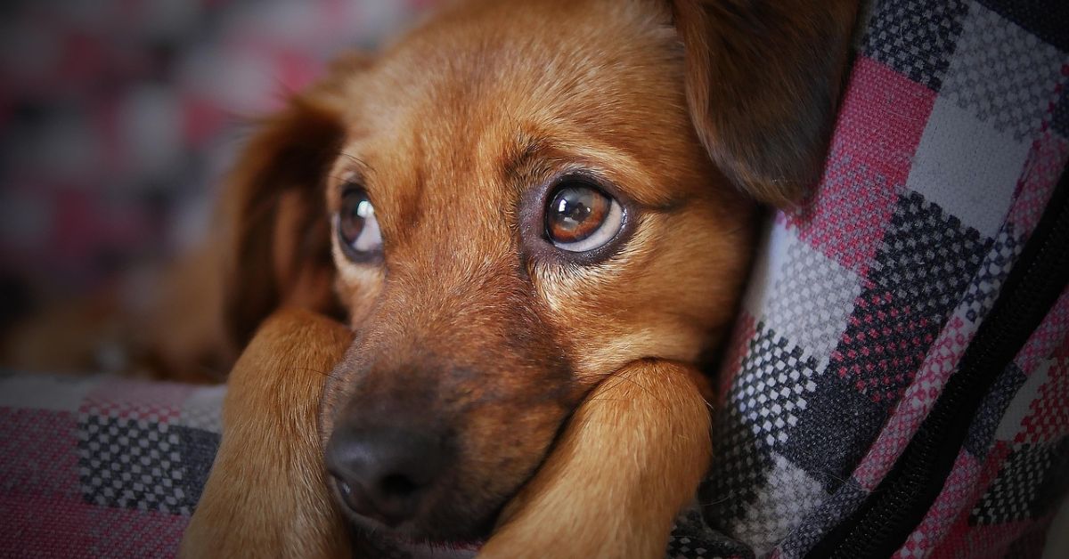 10 Triggers Behind Your Dog's Anxiety And Easy Ways To Fix It - Dog ...