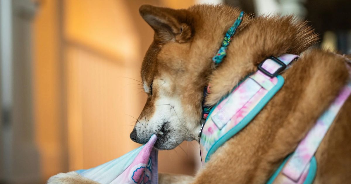 10 Reasons Why Living With A Dog Might Be A Bad Idea For You - Dog ...