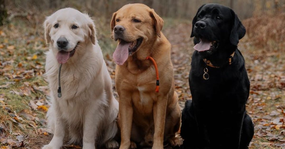 Why These 10 Dog Breeds Are Used More Than Others In Labs - Dog Breed Pro
