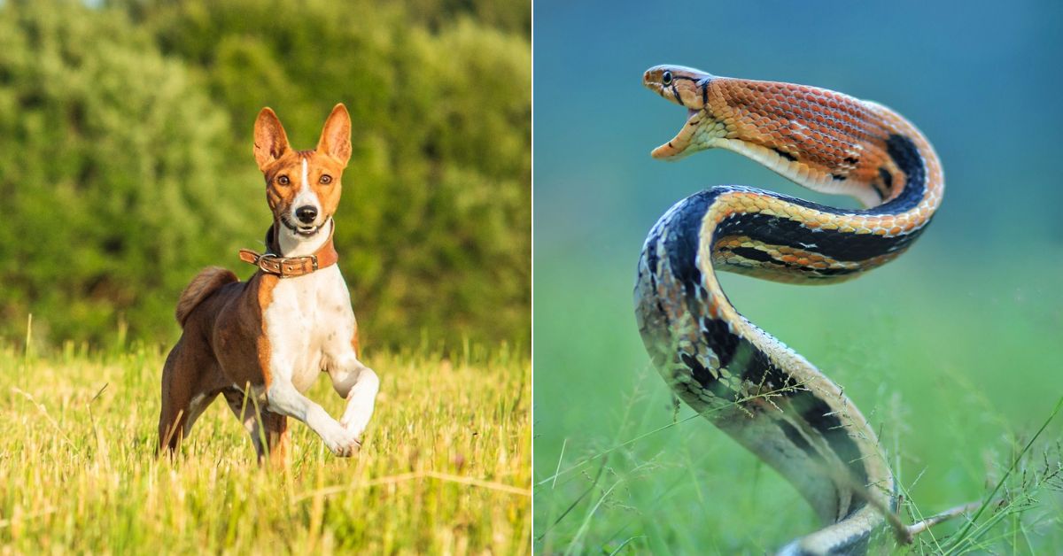 10 Dogs Breeds That Won't Let Snakes Slip By - Dog Breed Pro