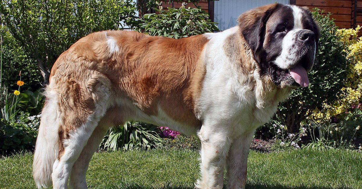 20 Big Dog Breeds And The Best Expert Tips To Manage Their Wellbeing ...