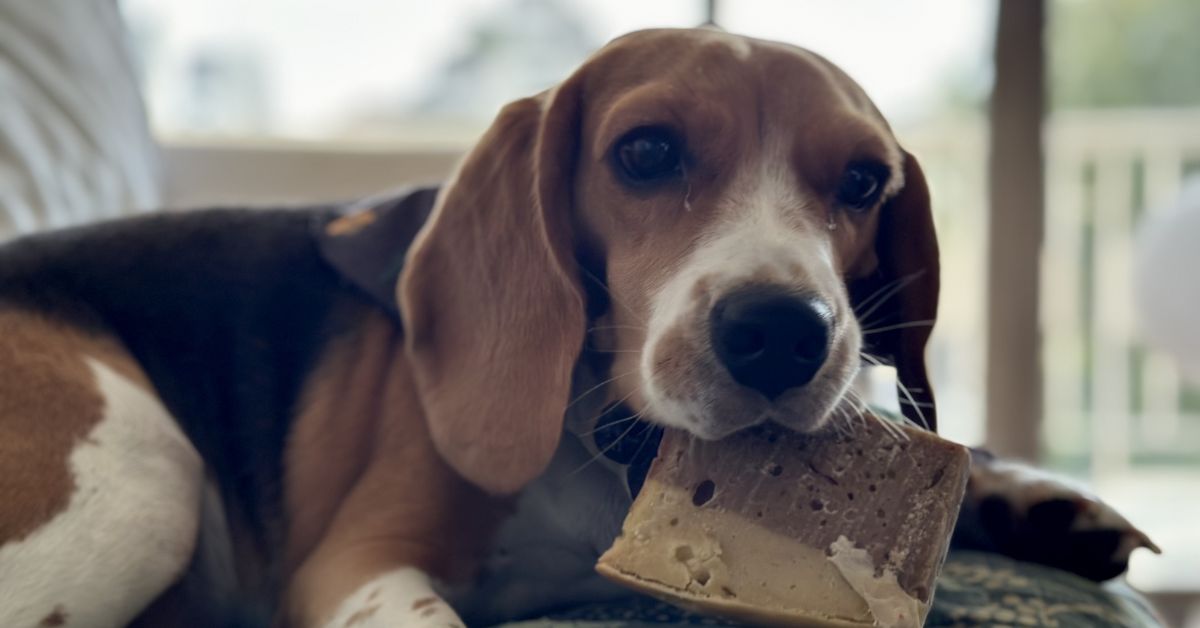 10 Irresistible Homemade Treats For Picky Pups - Dog Breed Pro
