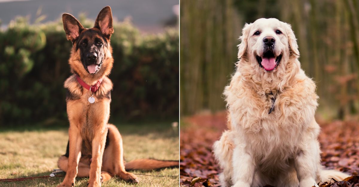 10 Insights Into German Shepherds Vs. Golden Retrievers - Dog Breed Pro