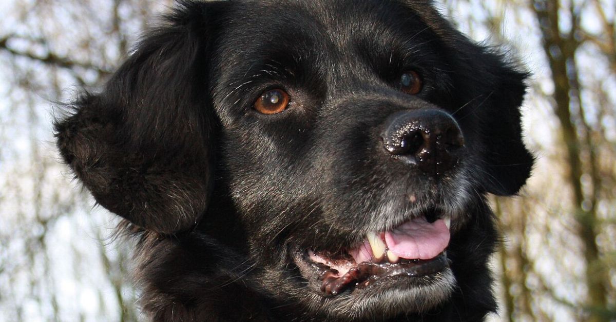 Dog Breeds On The Verge Of Disappearing Forever - Dog Breed Pro