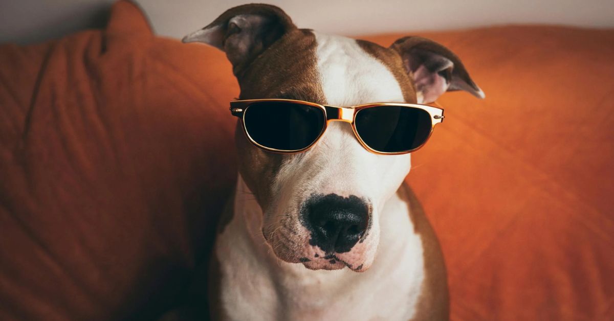 10 Things You Should Know About Your Dog’s Teenage Phase - Dog Breed Pro