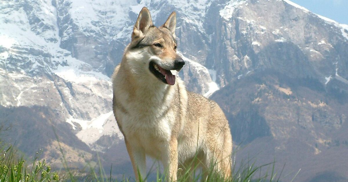 10 Majestic Dog Breeds With Wolf Ancestry - Dog Breed Pro