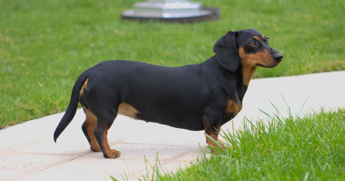 10 Little Dogs With The Spirit Of A Warrior - Dog Breed Pro