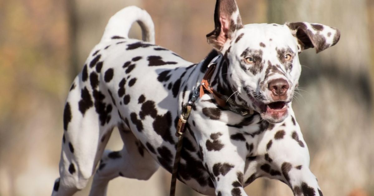 The Journey Of Dalmatian Growth And Development - Dog Breed Pro