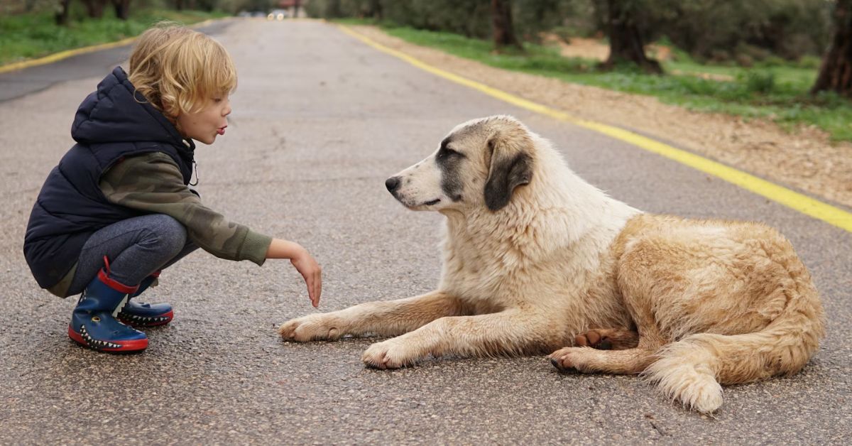 10 Insightful Ways Dogs Pick Up On Human Intentions - Dog Breed Pro
