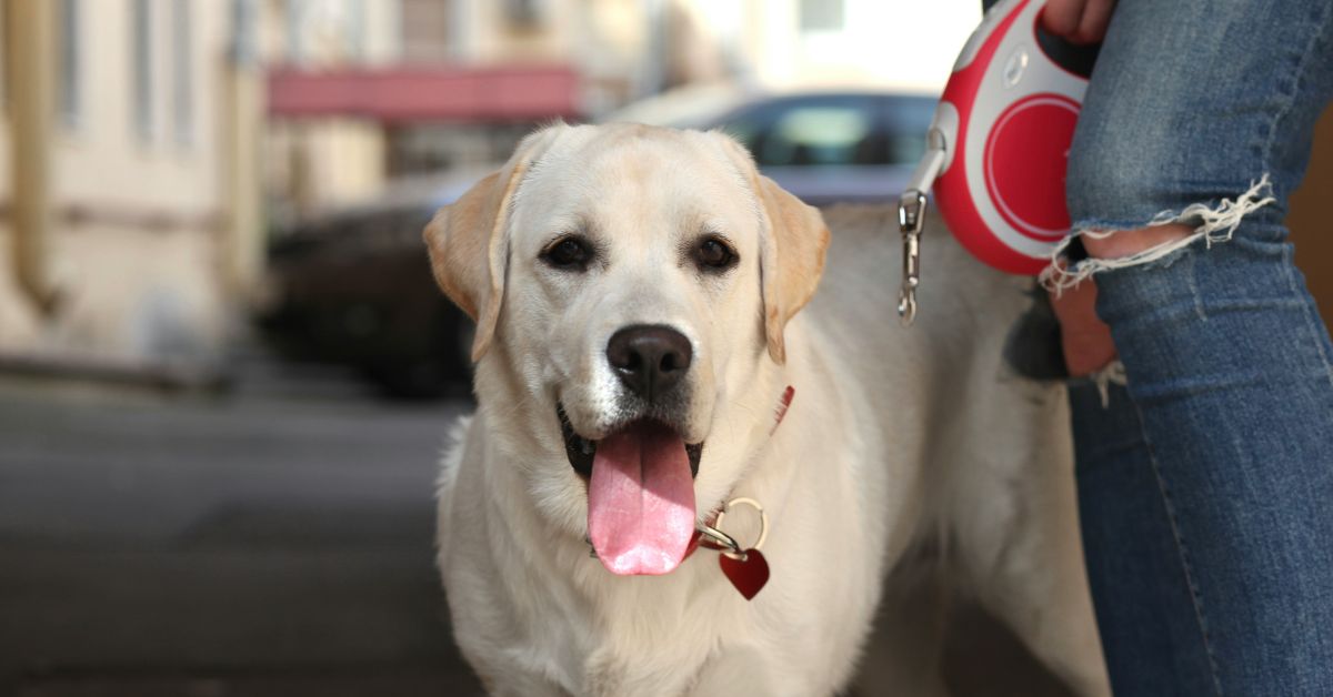 10 Breeds That Rooted Conservative Dog Owners Can't Get Enough Of - Dog ...