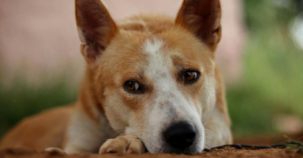 10 Dog Breeds That Handle Dry Conditions Well - Dog Breed Pro