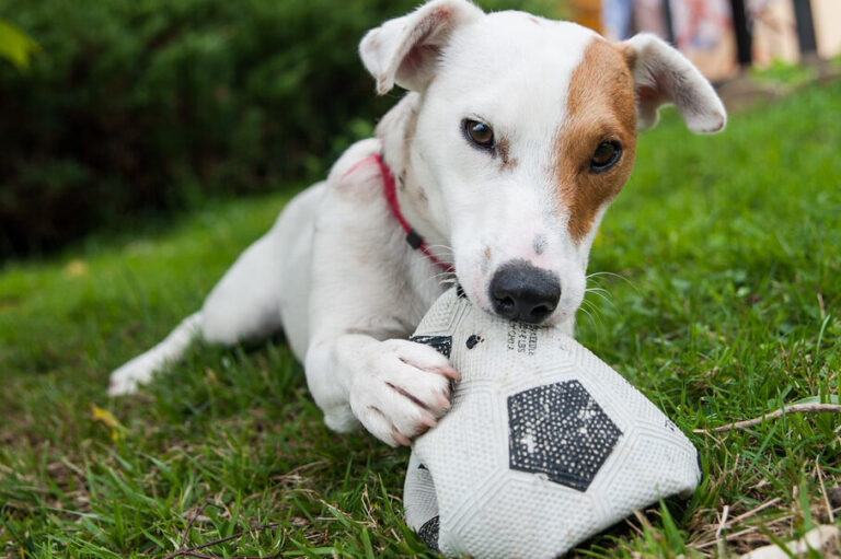 14 Dog Breeds That Were Popular in Movies and TV Shows - Dog Breed Pro