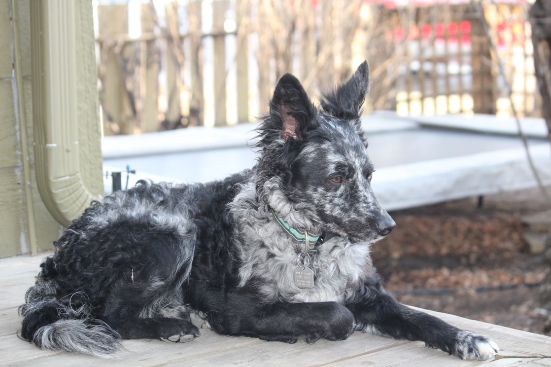 20 Rare Dog Breeds That Are Hard to Find - Dog Breed Pro